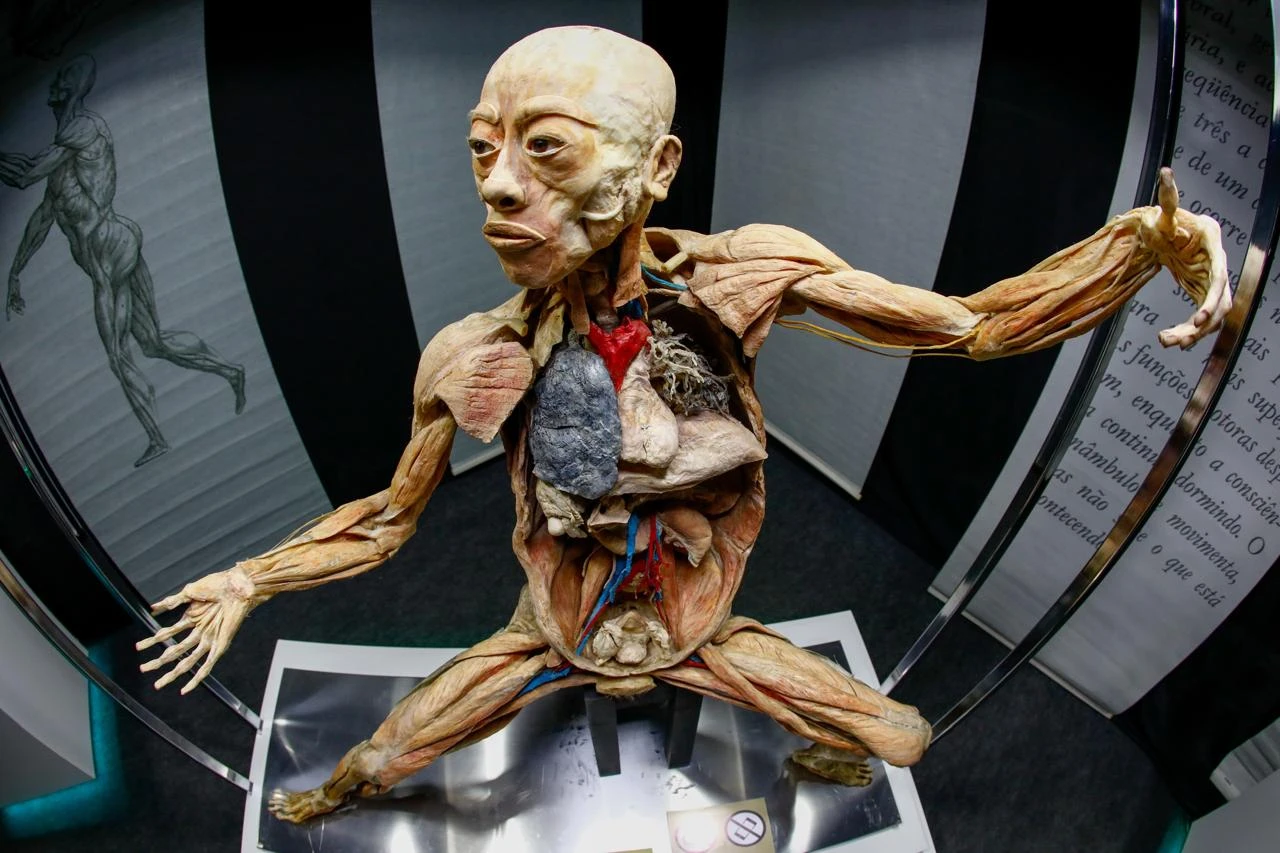 Exposição "Human Bodies" encerra temporada neste domingo em Curitiba ...